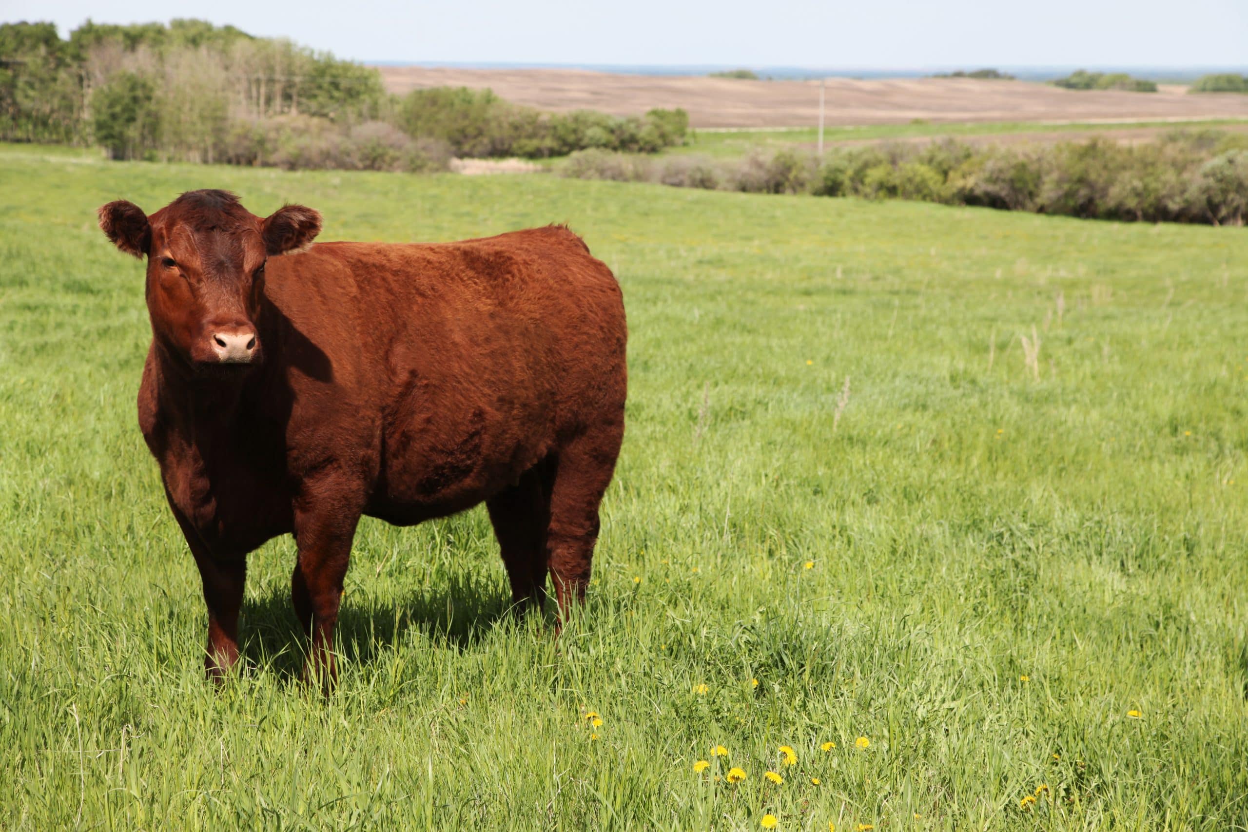 004 - Canadian Angus Association