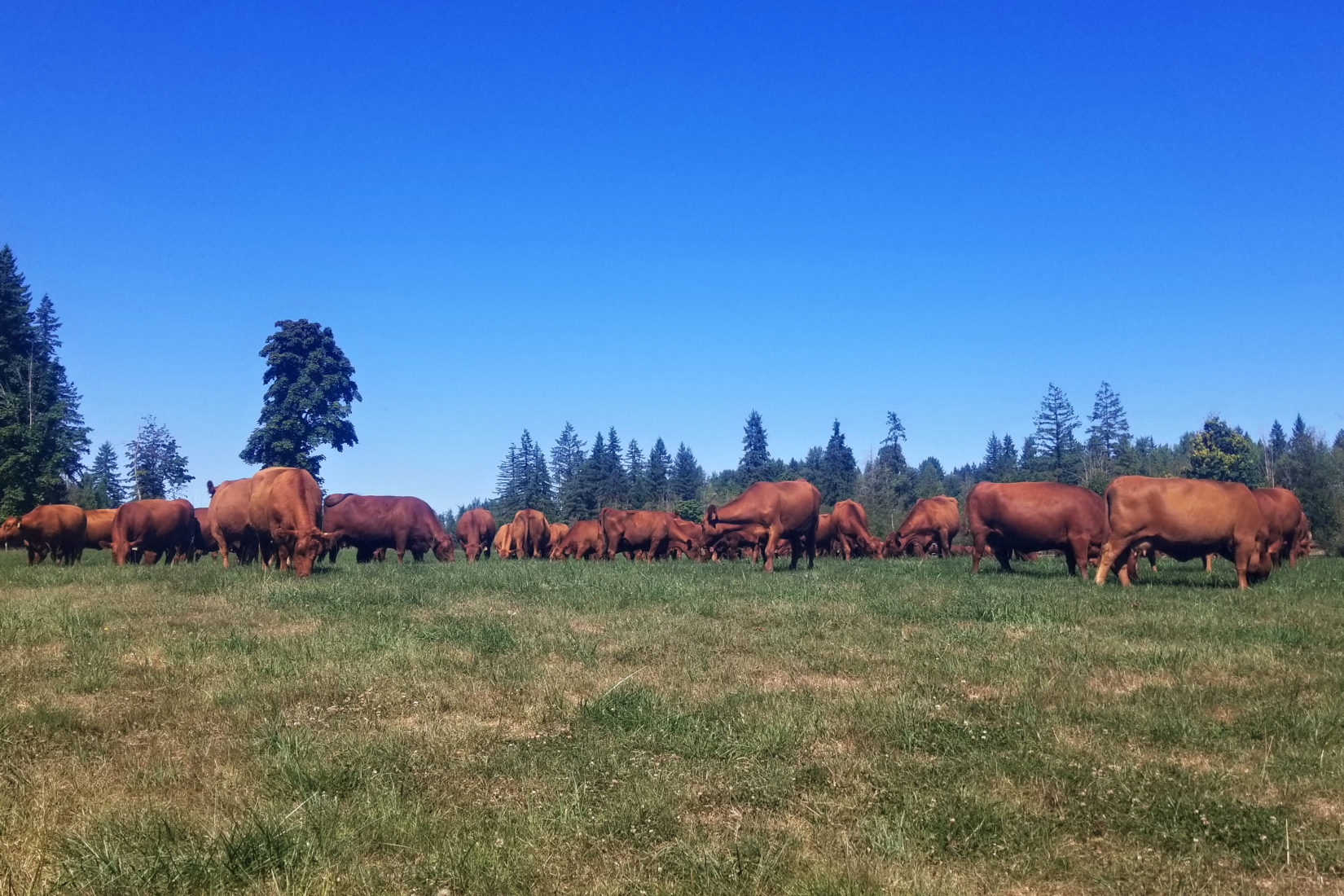 Member Directory - Canadian Angus Association