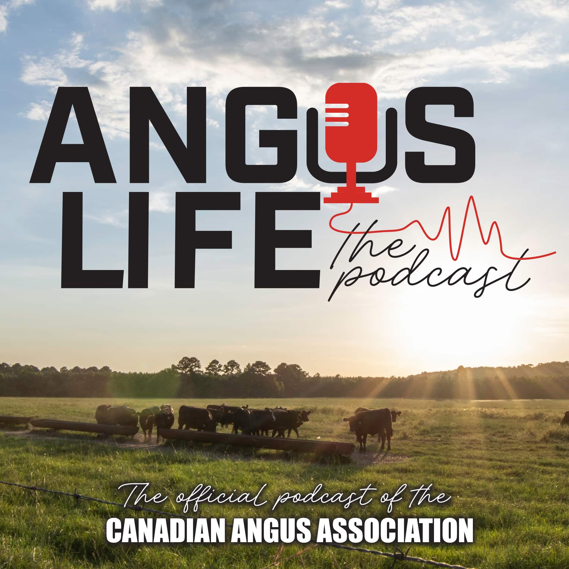 Canadian Angus Association