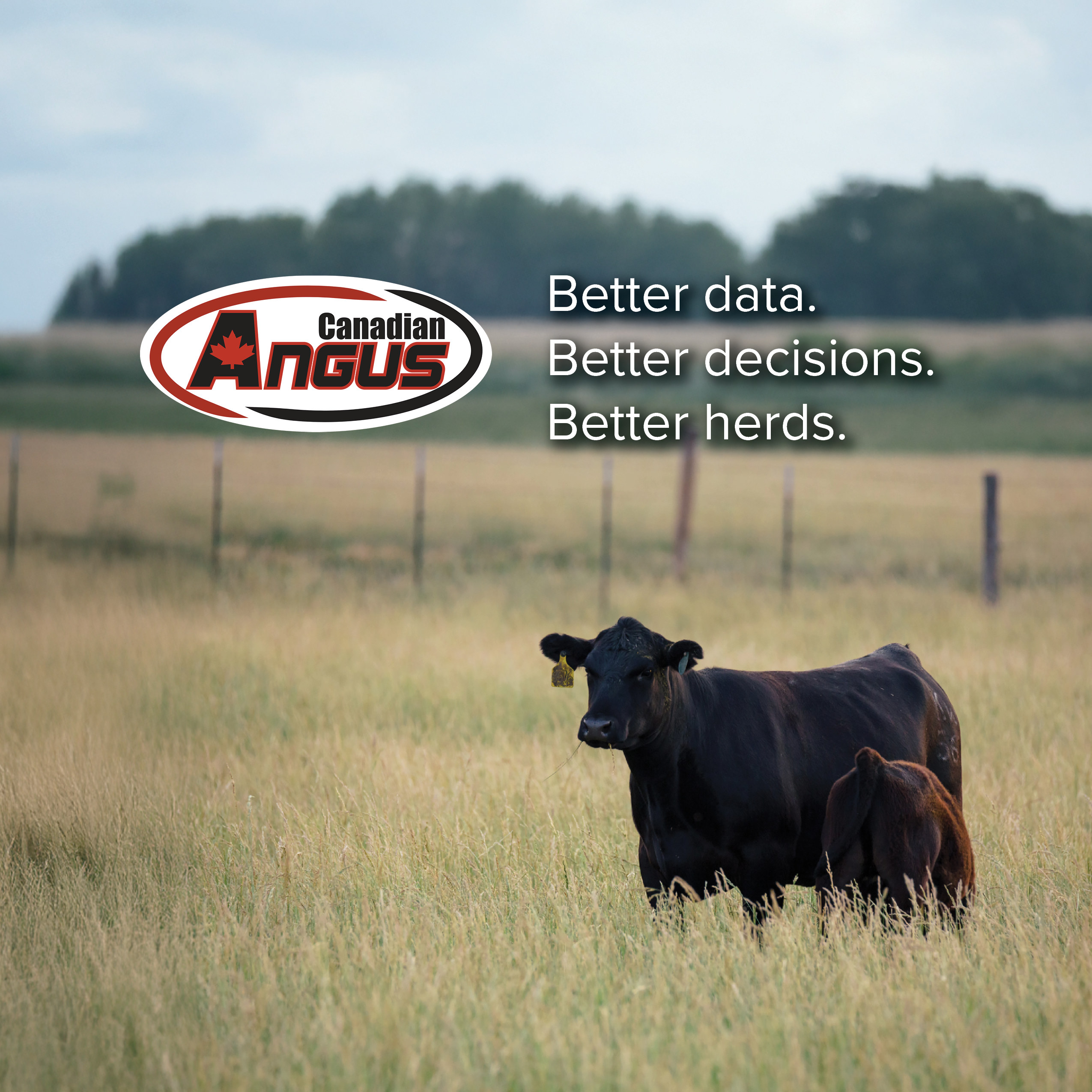 World Angus Evaluation: EPD Genetic Evaluations - Canadian Angus ...