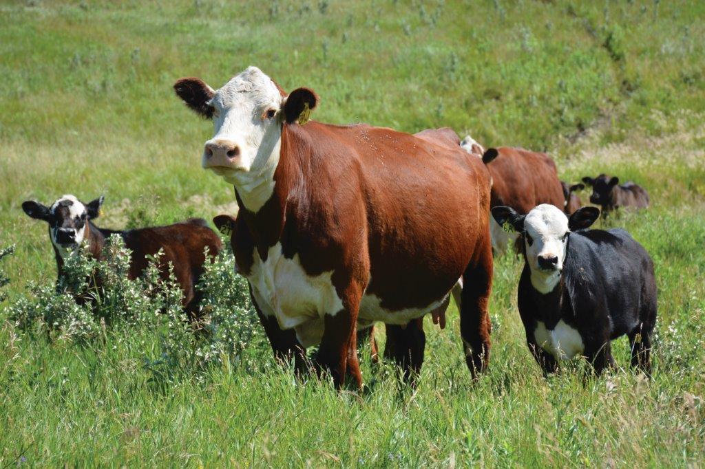 Canadian Angus Association