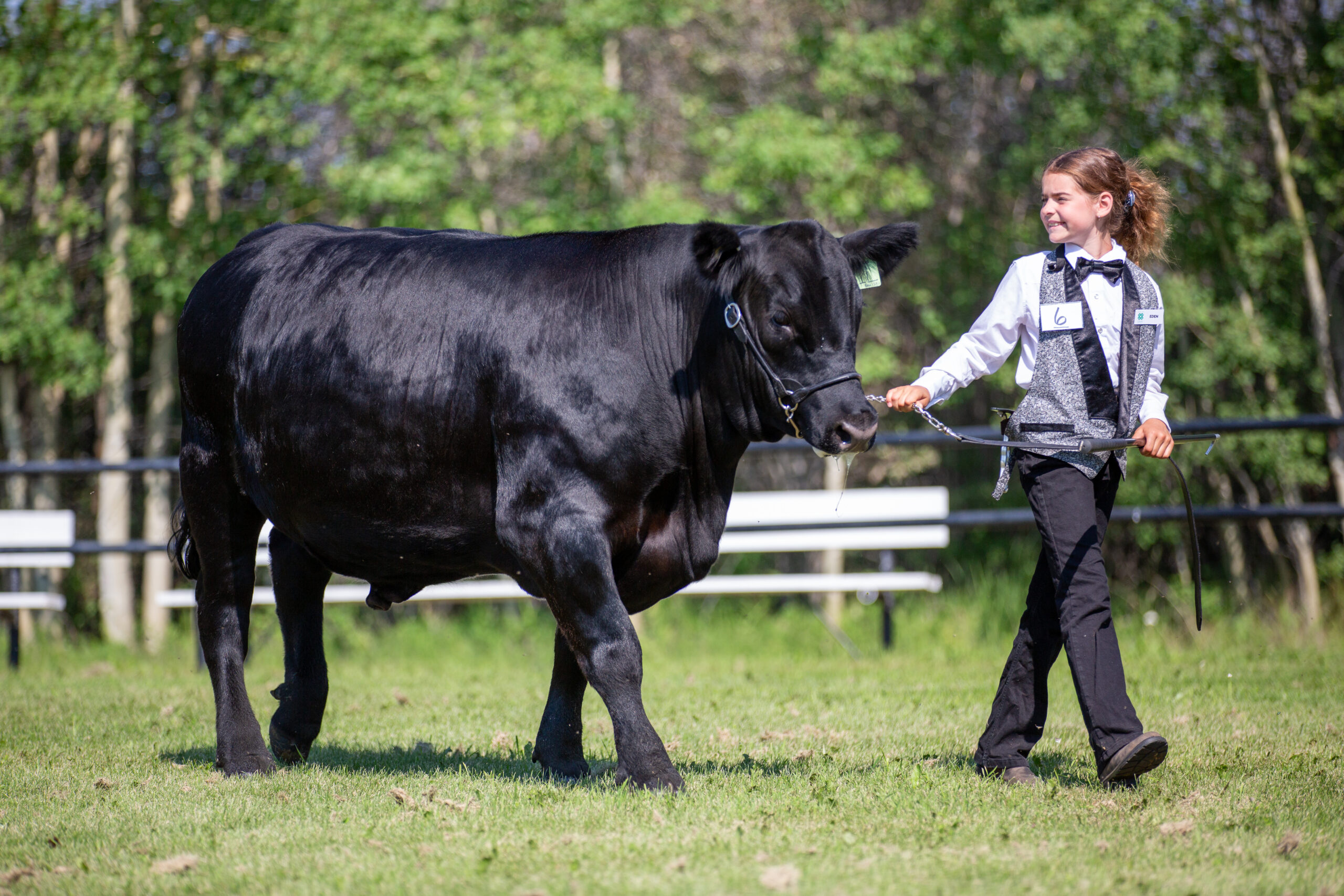 Junior Shows - Canadian Angus Association