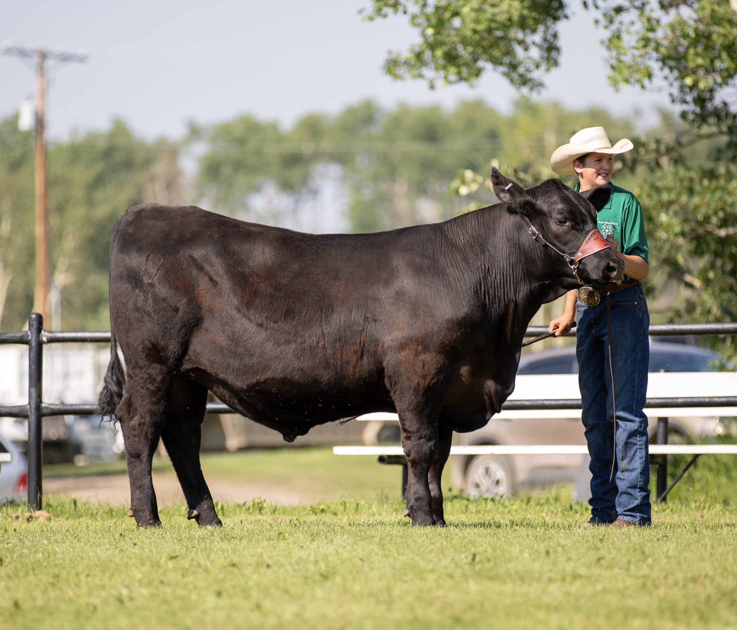 Junior Shows - Canadian Angus Association