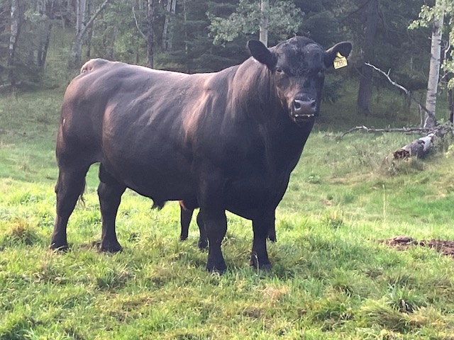Dream Mountain Ranch - Canadian Angus Association