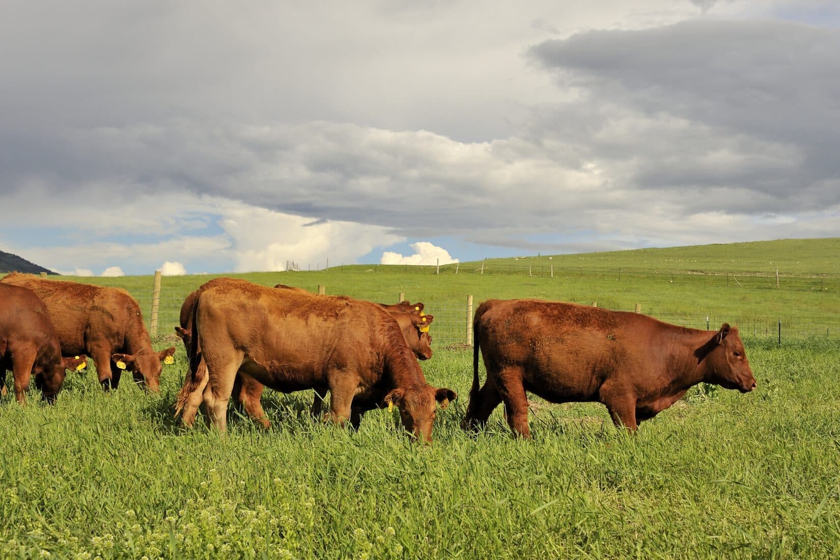 Verified Angus - Canadian Angus Association