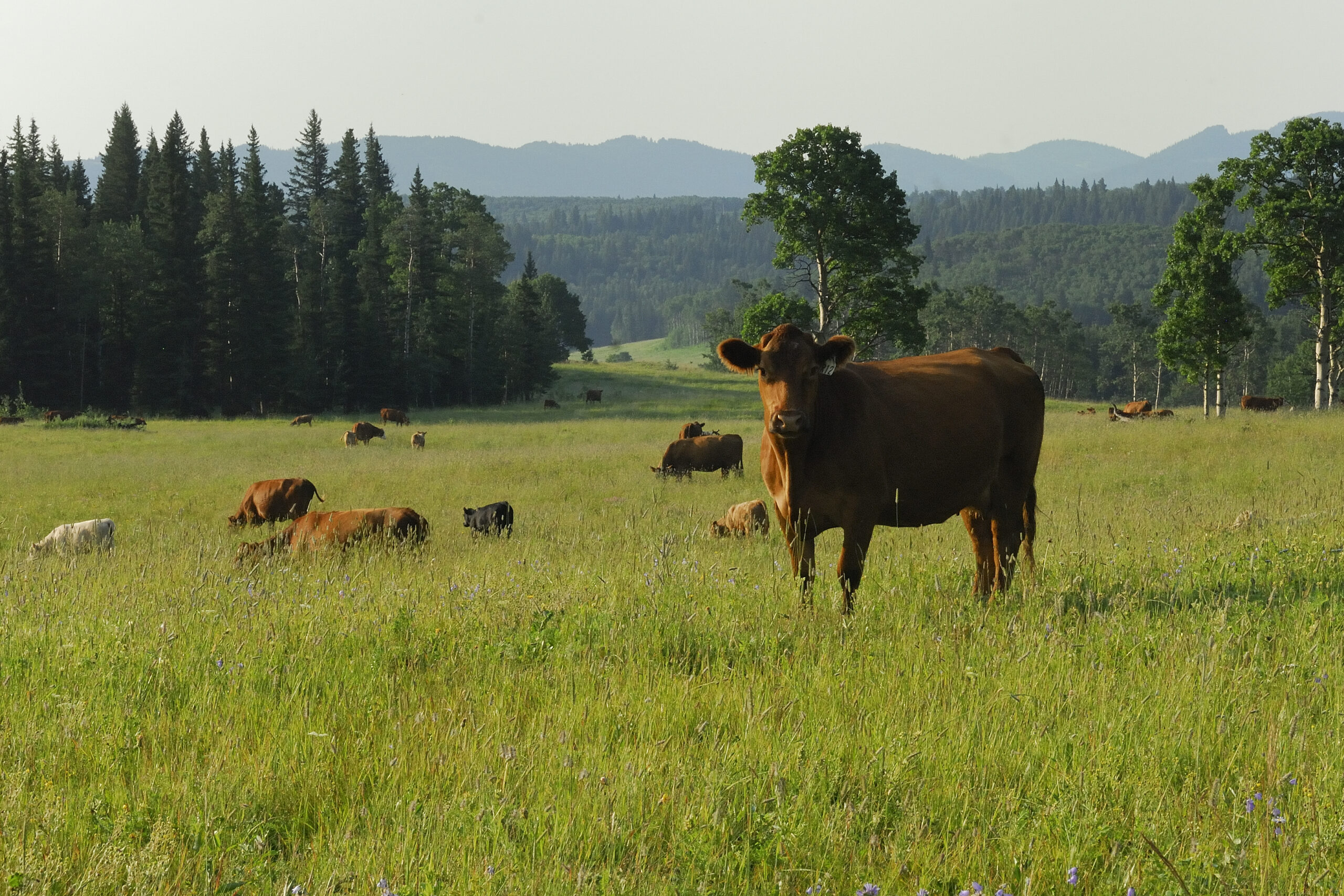 INHERIT Commercial Genomic Testing - Canadian Angus Association