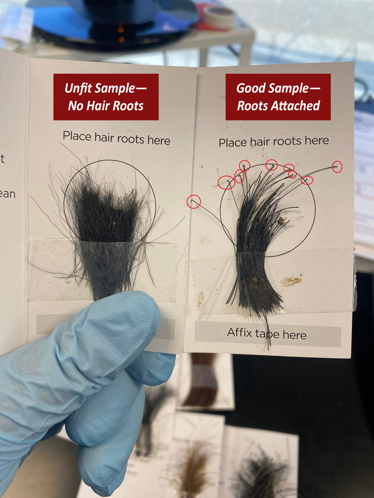 Canadian Angus Association