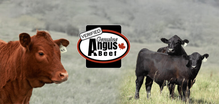 CowBytes is back - Canadian Angus Association