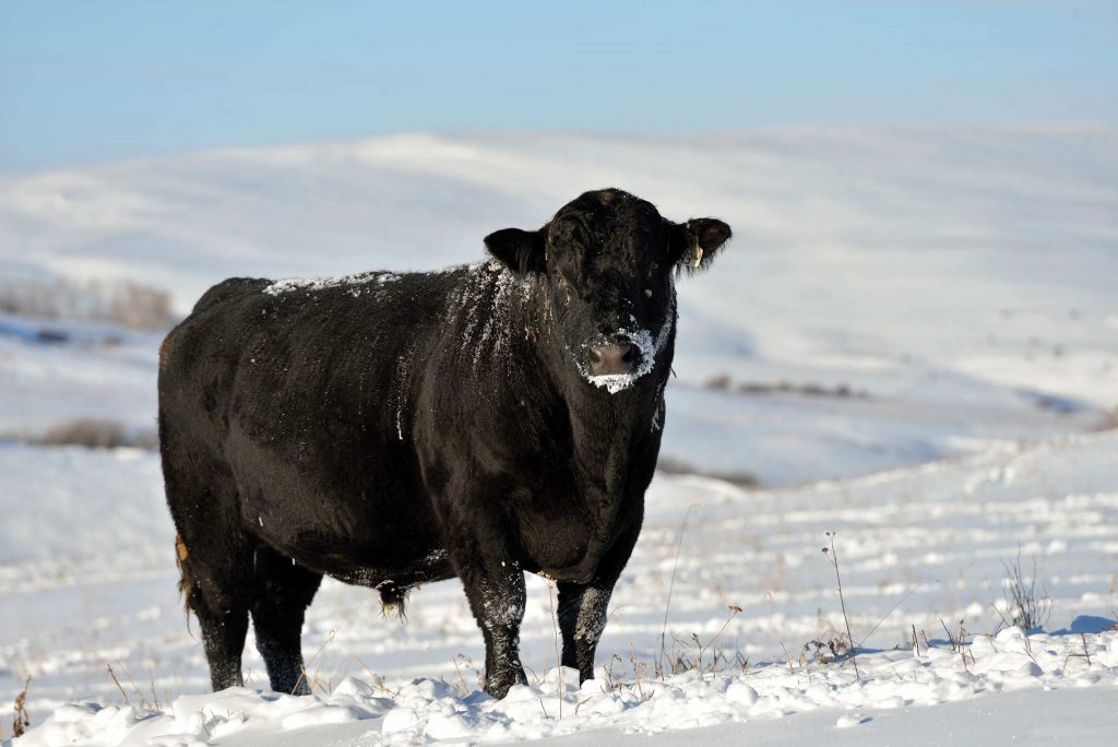 Herdbook - Canadian Angus Association
