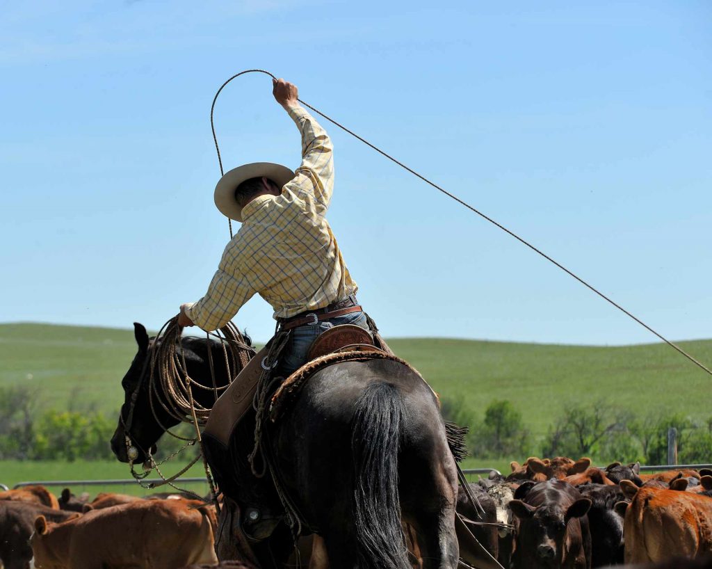 cowboys-1 - Canadian Angus Association