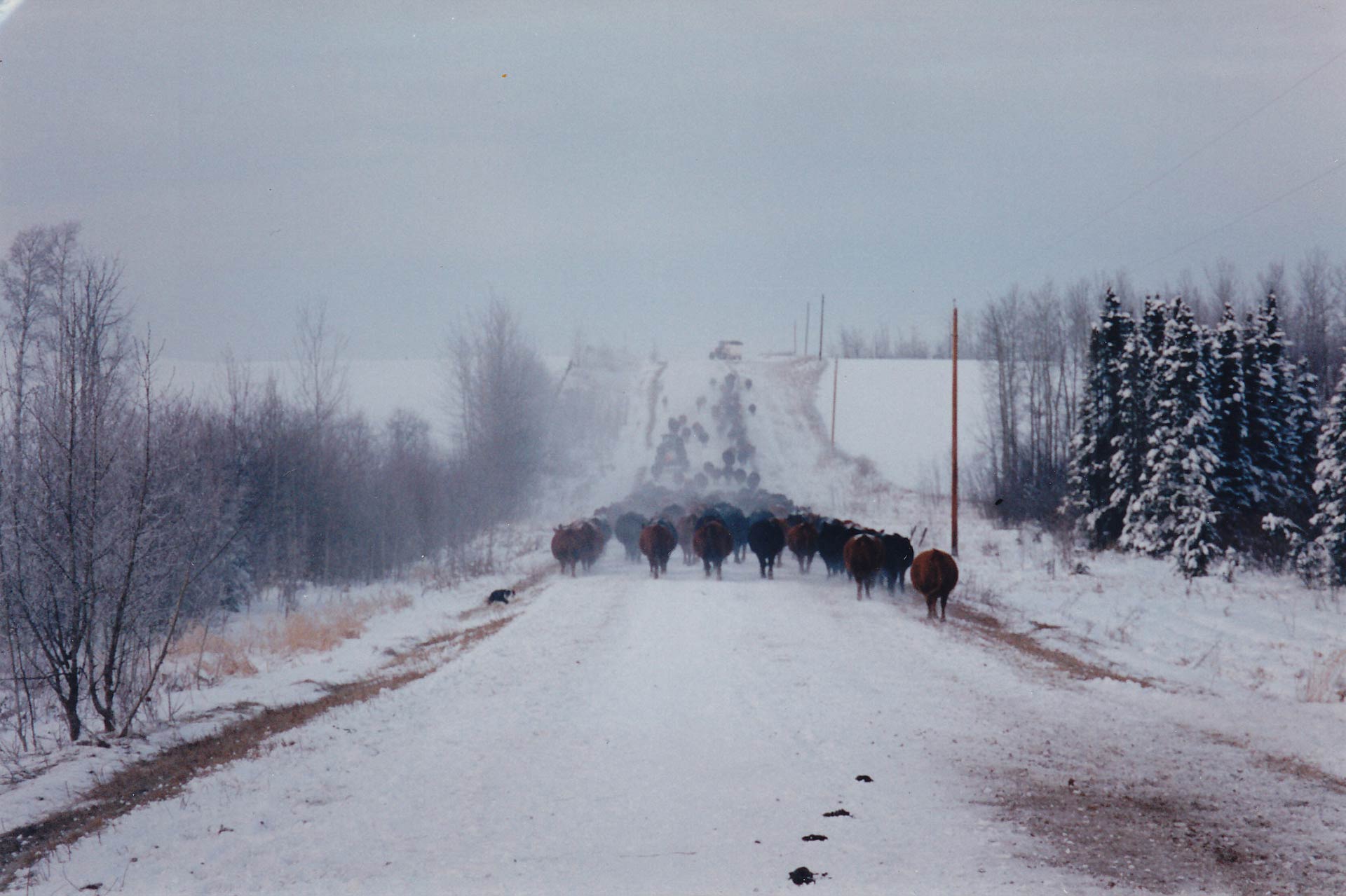 sask-winter-banner - Canadian Angus Association